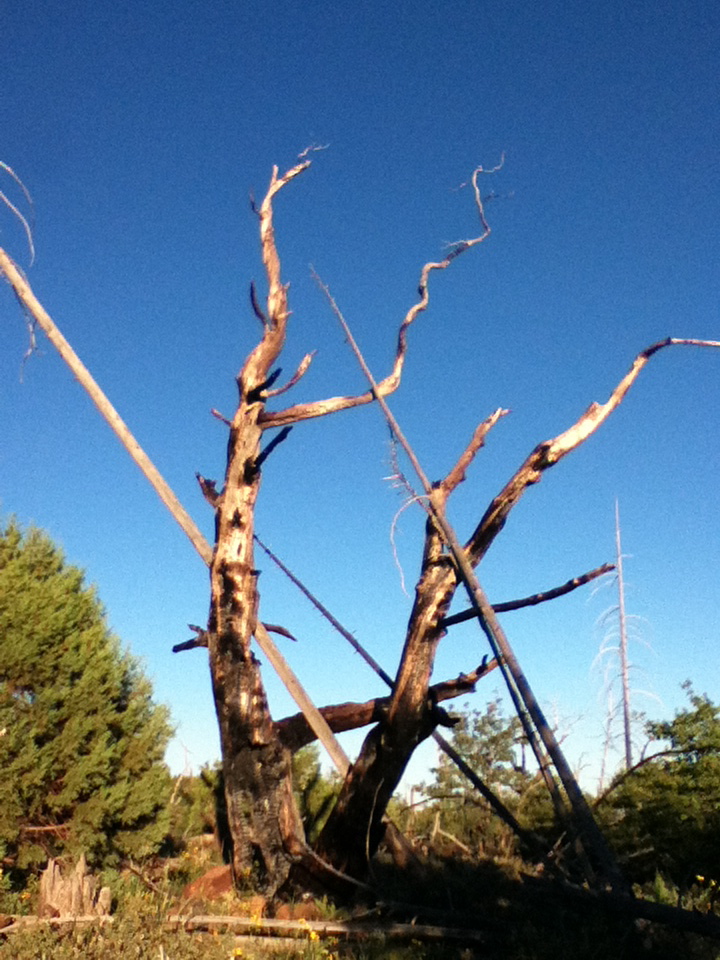 “Despoblado” – Deep Wild Journal