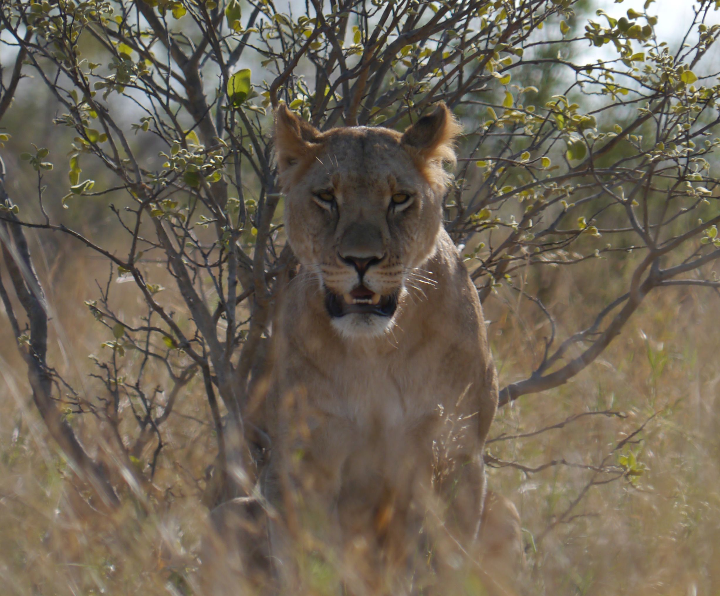 Being Animal – Deep Wild Journal