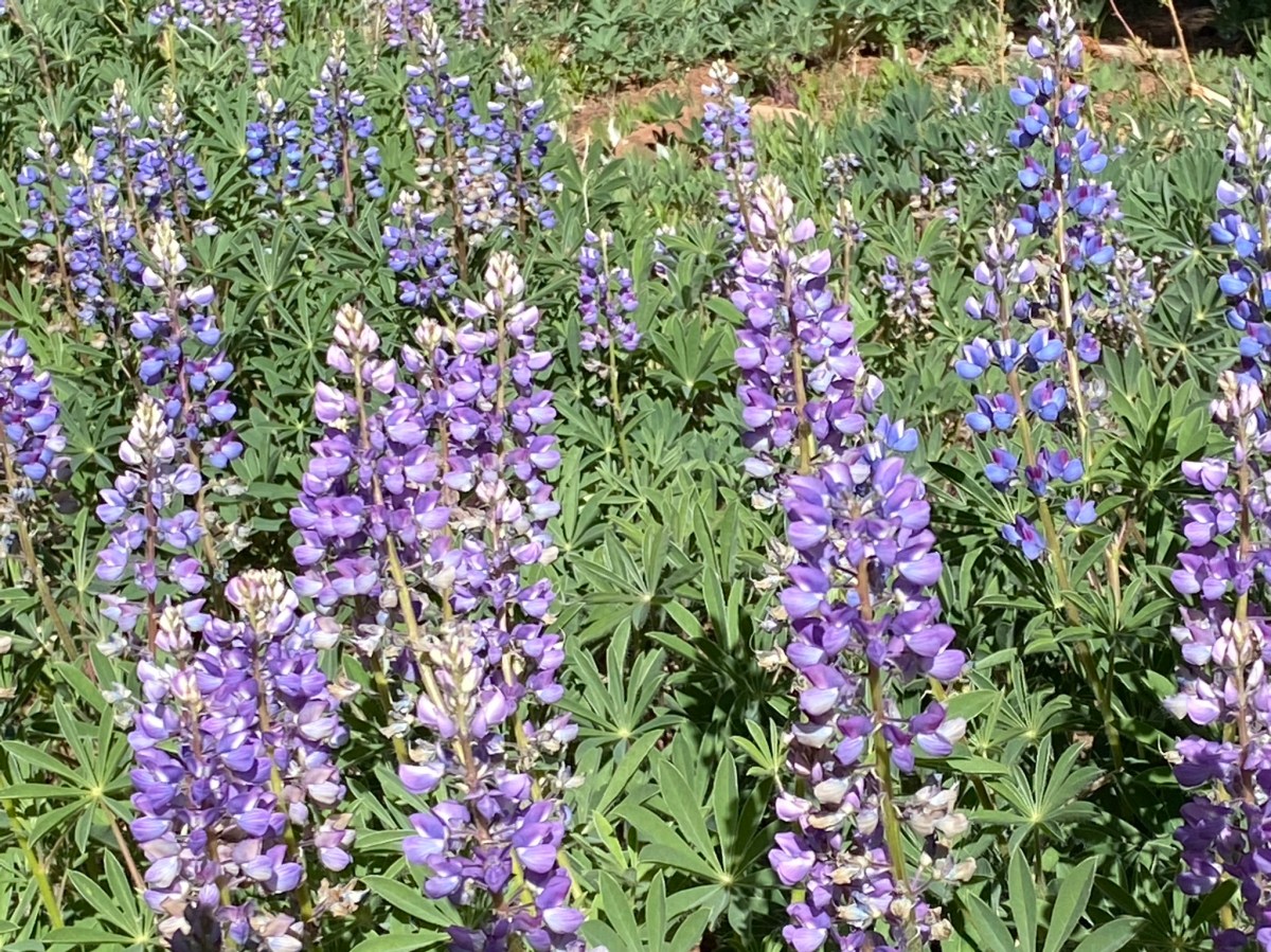 Submissions for Deep Wild 2023 open September 1! – Deep Wild Journal