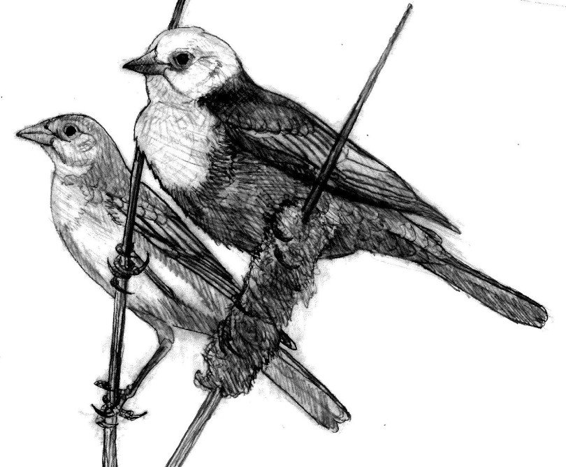 Last Chance to Submit Your Wild Artwork by Feb. 15! – Deep Wild Journal