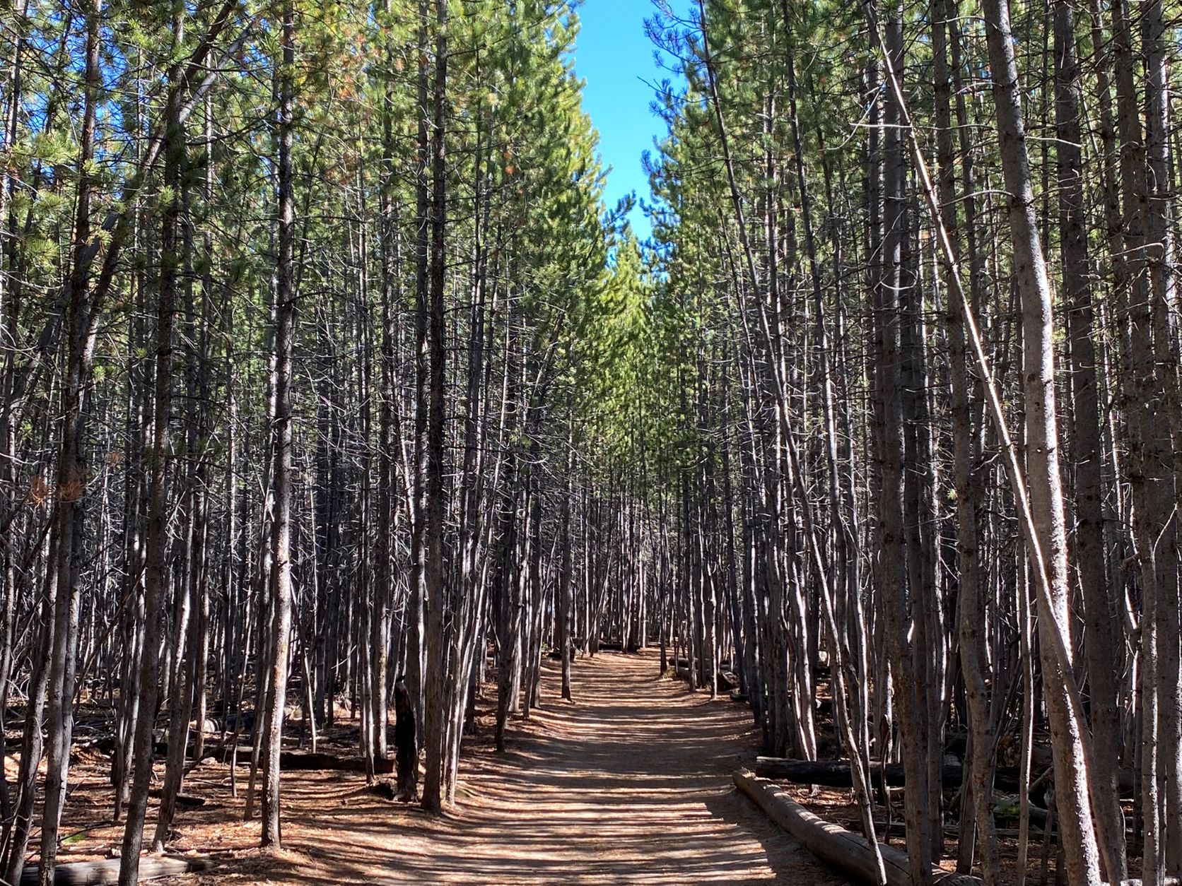 Your path to publication… – Deep Wild Journal