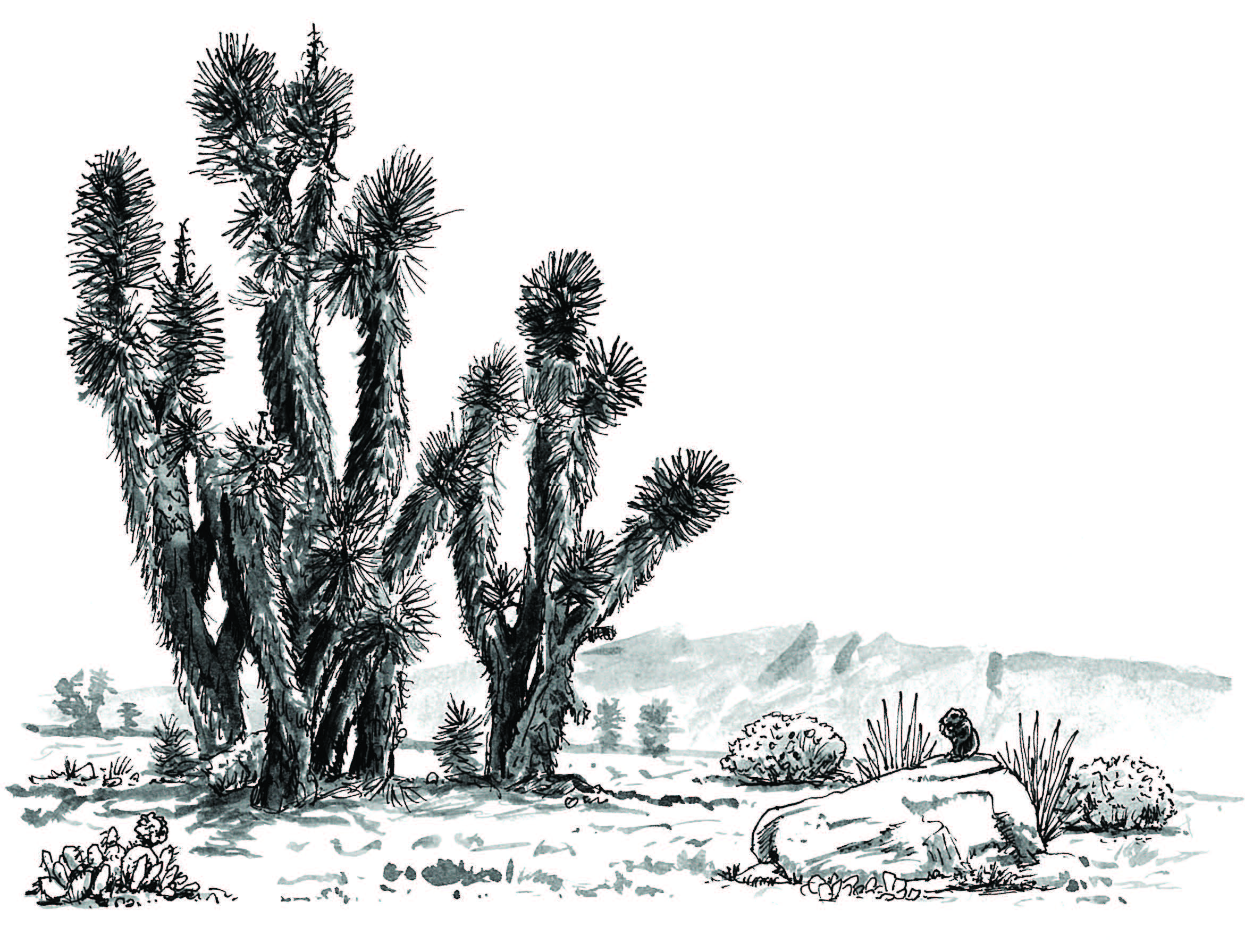 “Drawing on the Utah Wilderness,” by Margaret Pettis – Deep Wild Journal