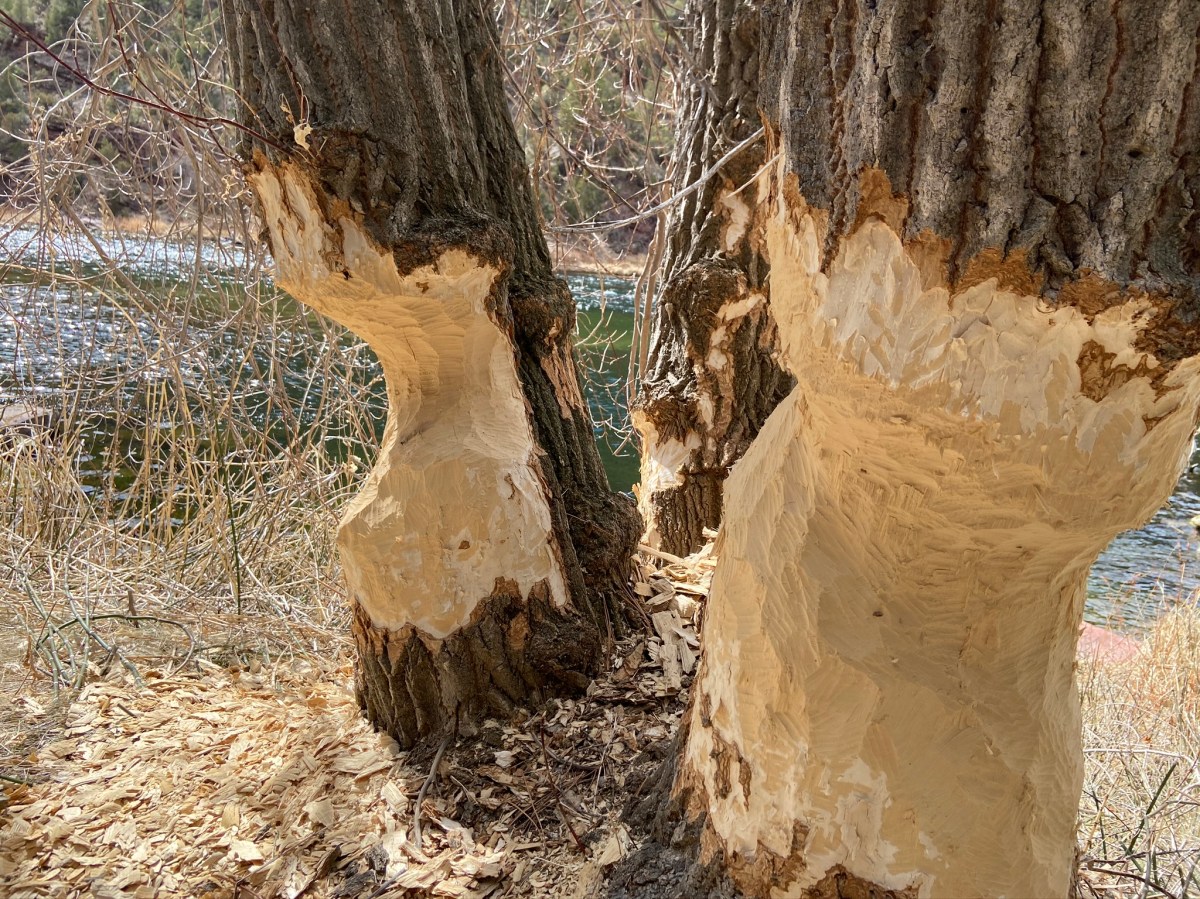 Students, something to chew on! – Deep Wild Journal