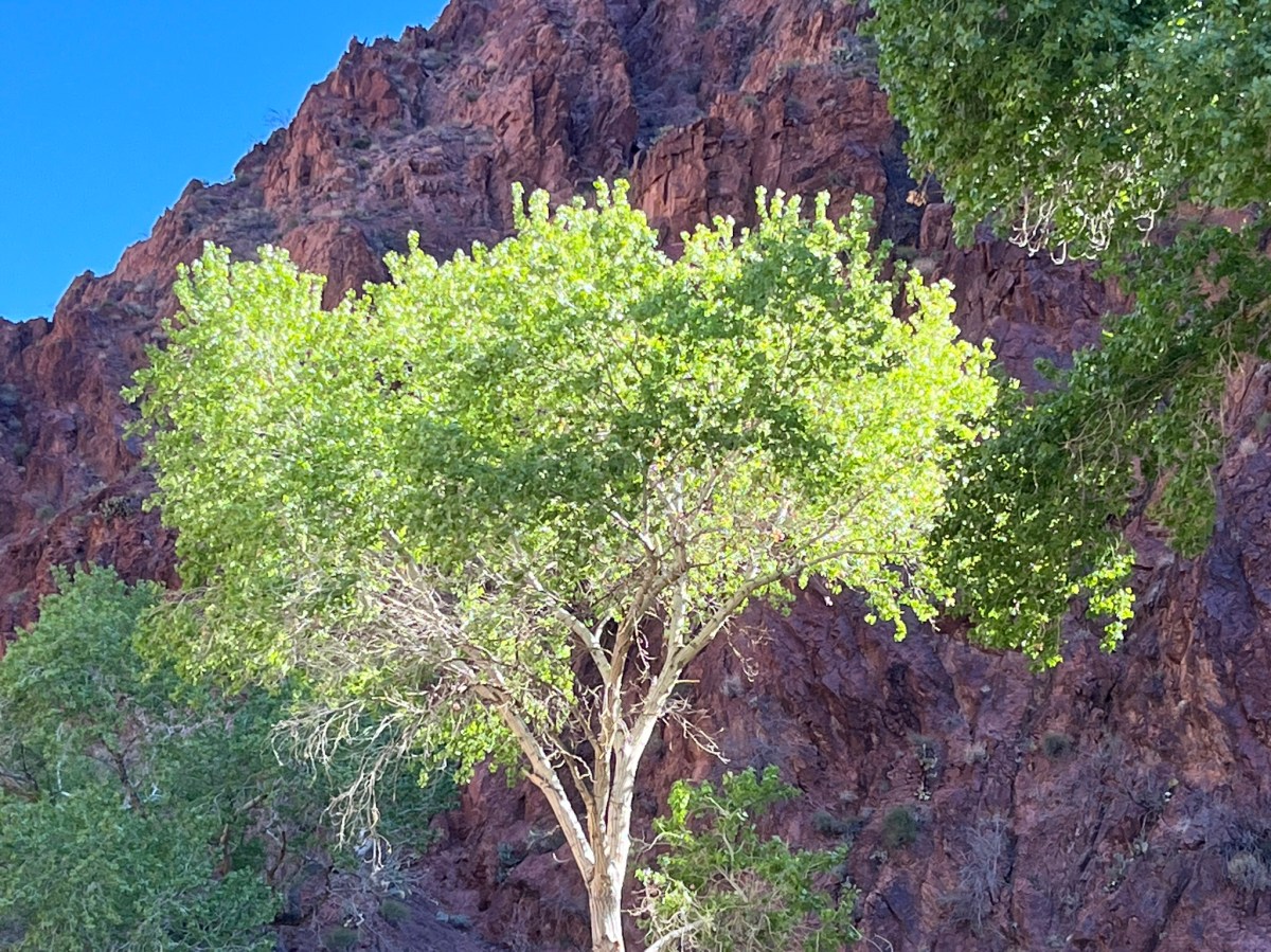 “where the trees are sacred and wise…” – Deep Wild Journal