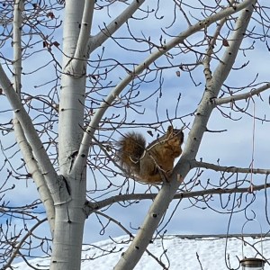 Submit – Deep Wild Journal